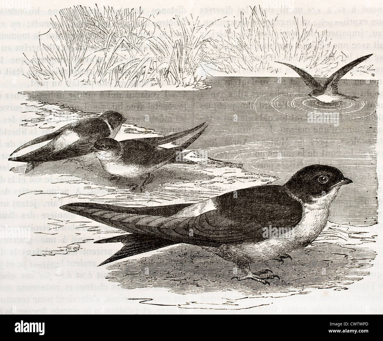 Common House Martin Stock Photo - Alamy