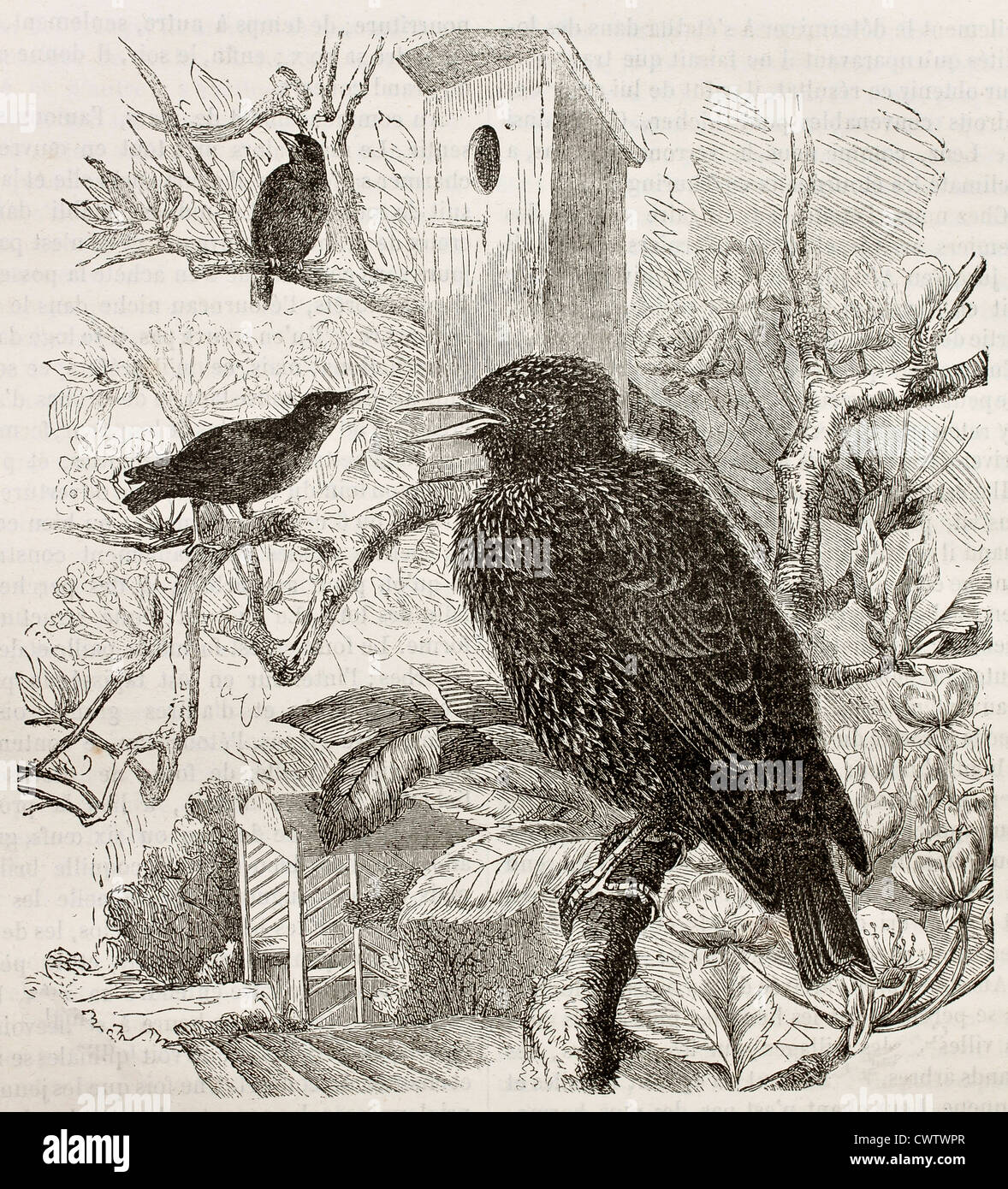 European starling drawing hi-res stock photography and images - Alamy