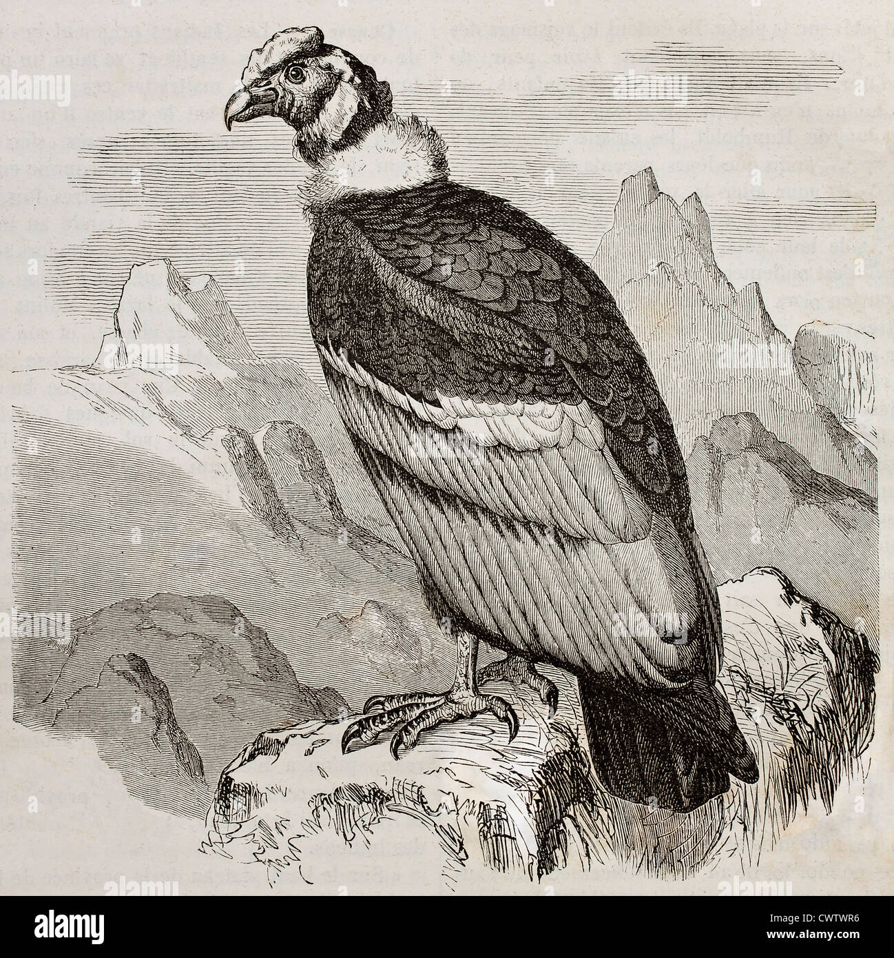 Old condor hi-res stock photography and images - Alamy