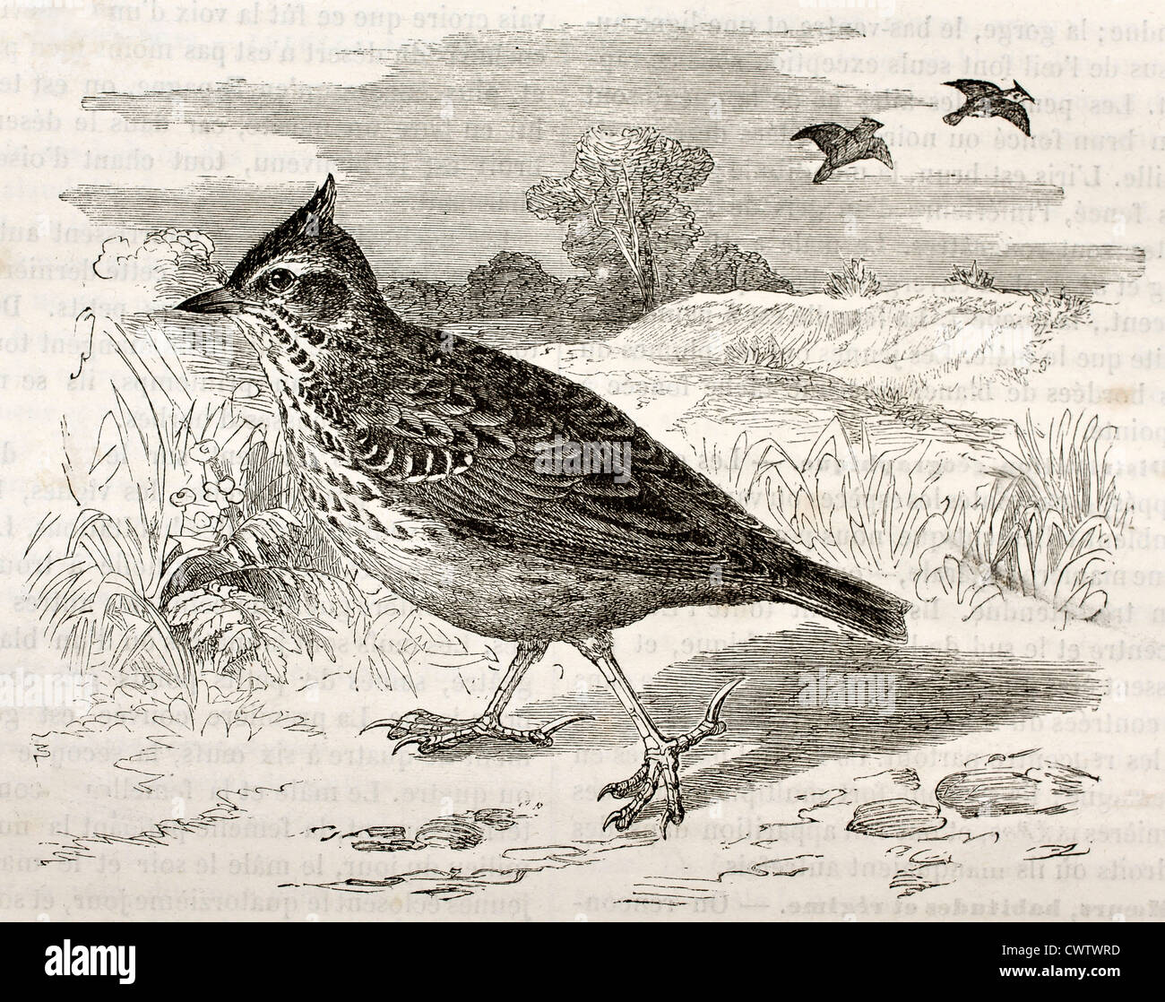 Lark bird art hi-res stock photography and images - Alamy