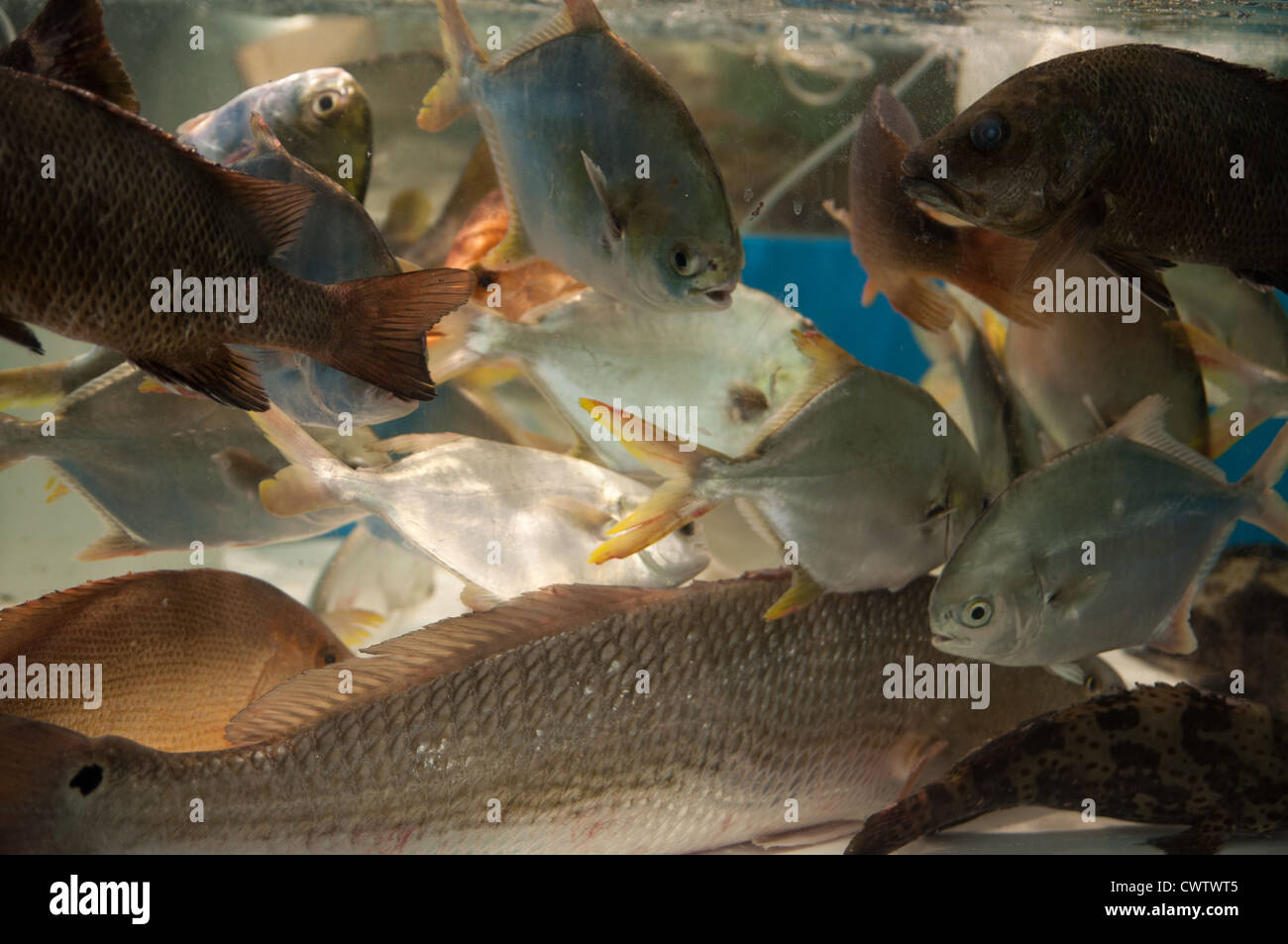 Seafood tank hi-res stock photography and images - Alamy