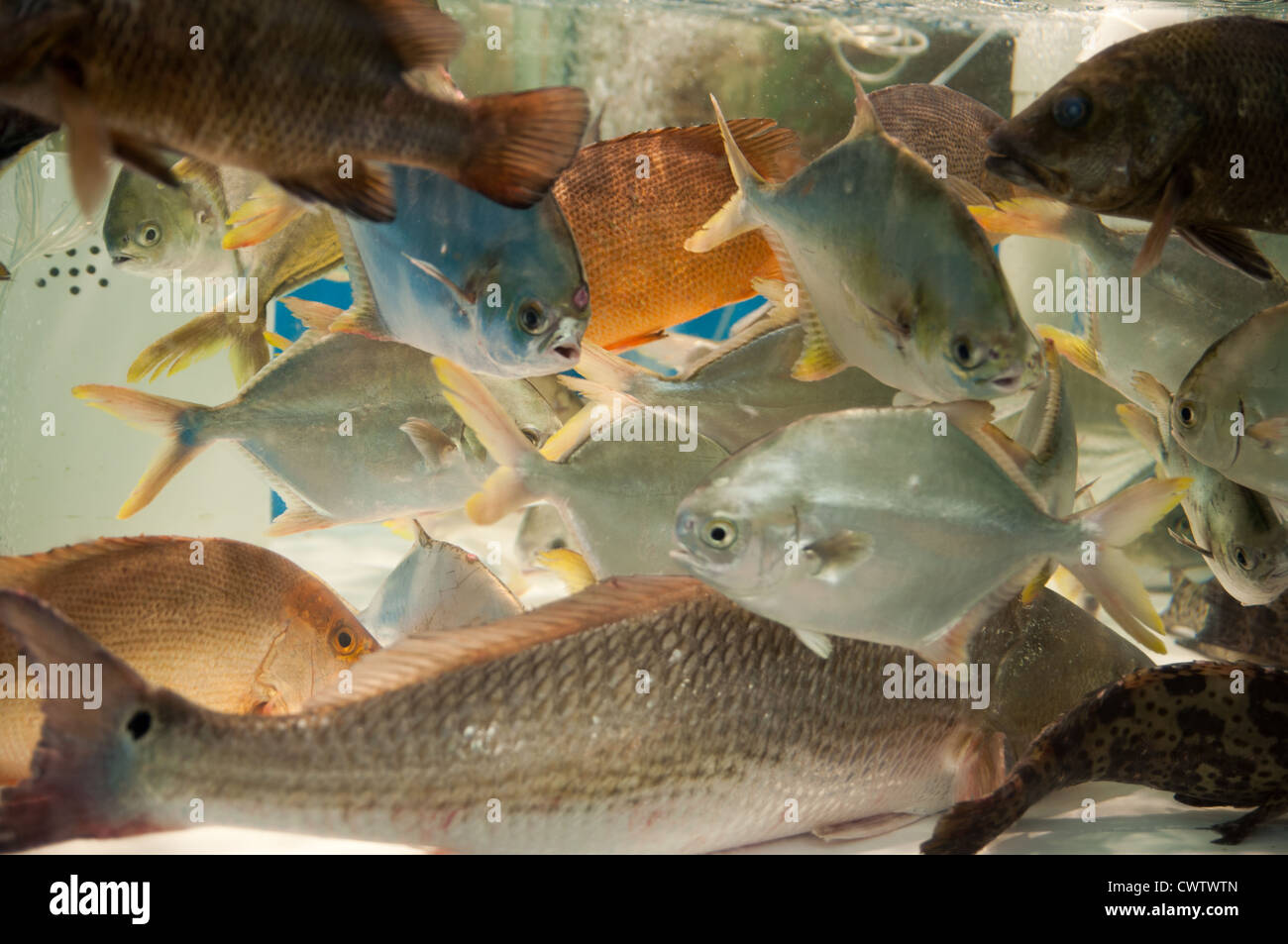 Fish in a tank, Hong Kong Stock Photo - Alamy