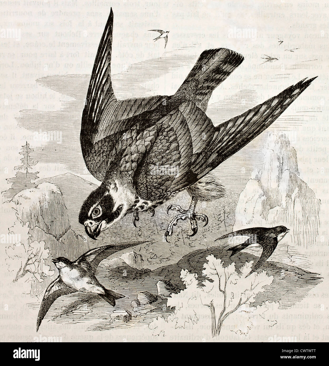 Hobby falcon illustration hi-res stock photography and images - Alamy