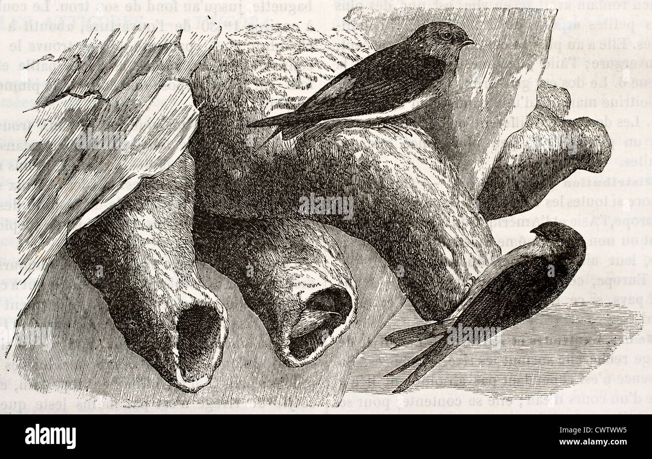 Bird fly nest illustration hi-res stock photography and images - Alamy