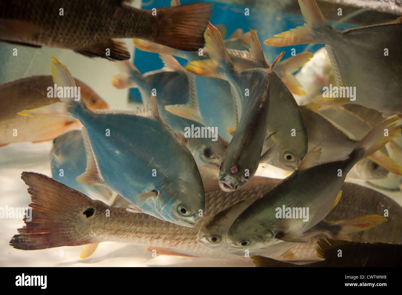 Seafood tank hi-res stock photography and images - Alamy