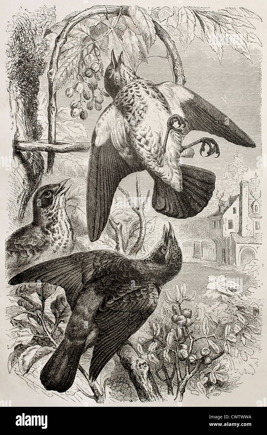 Fieldfare picture hi-res stock photography and images - Alamy