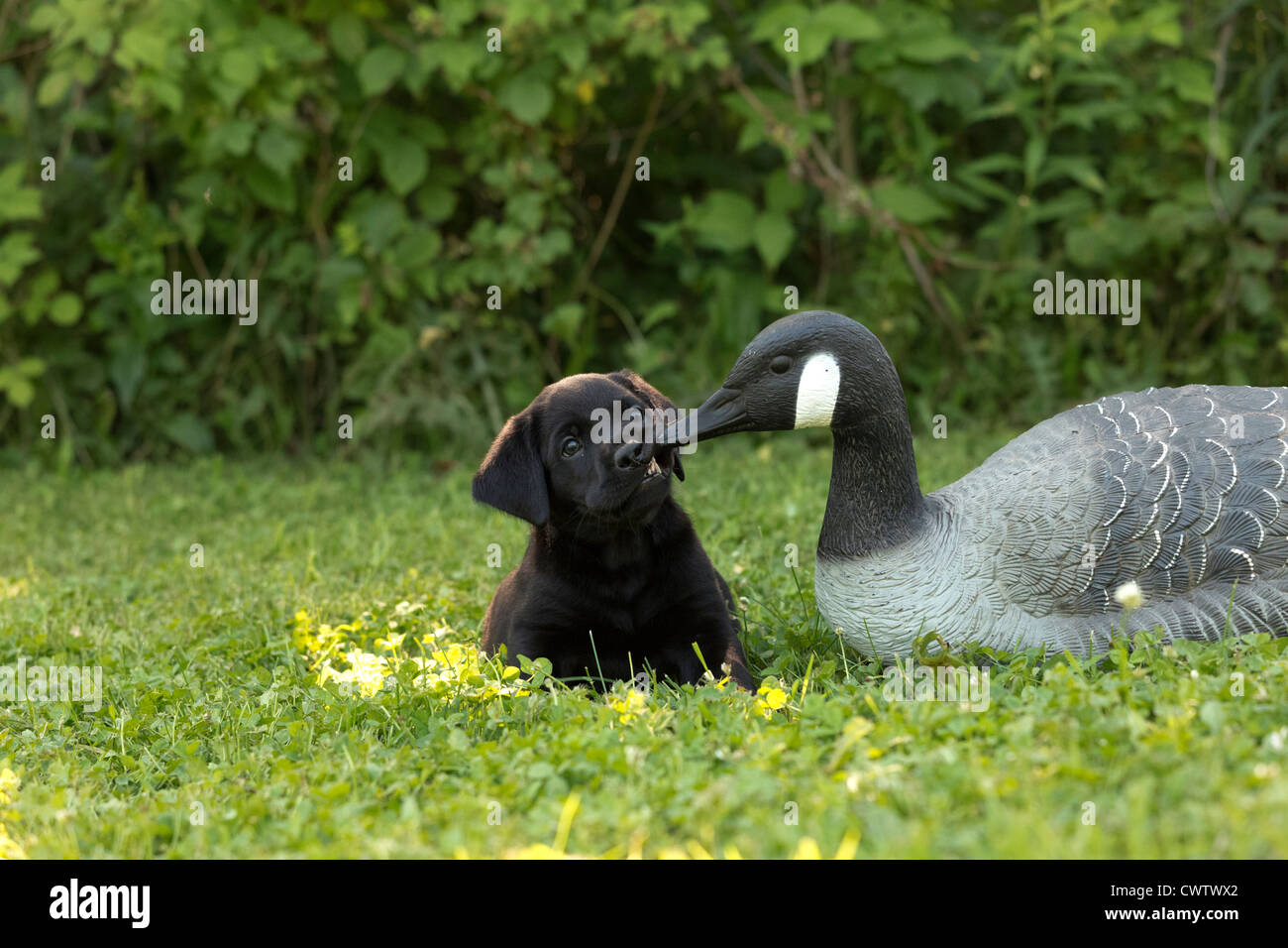 Black Labrador puppy and goose decoy Stock Photo - Alamy