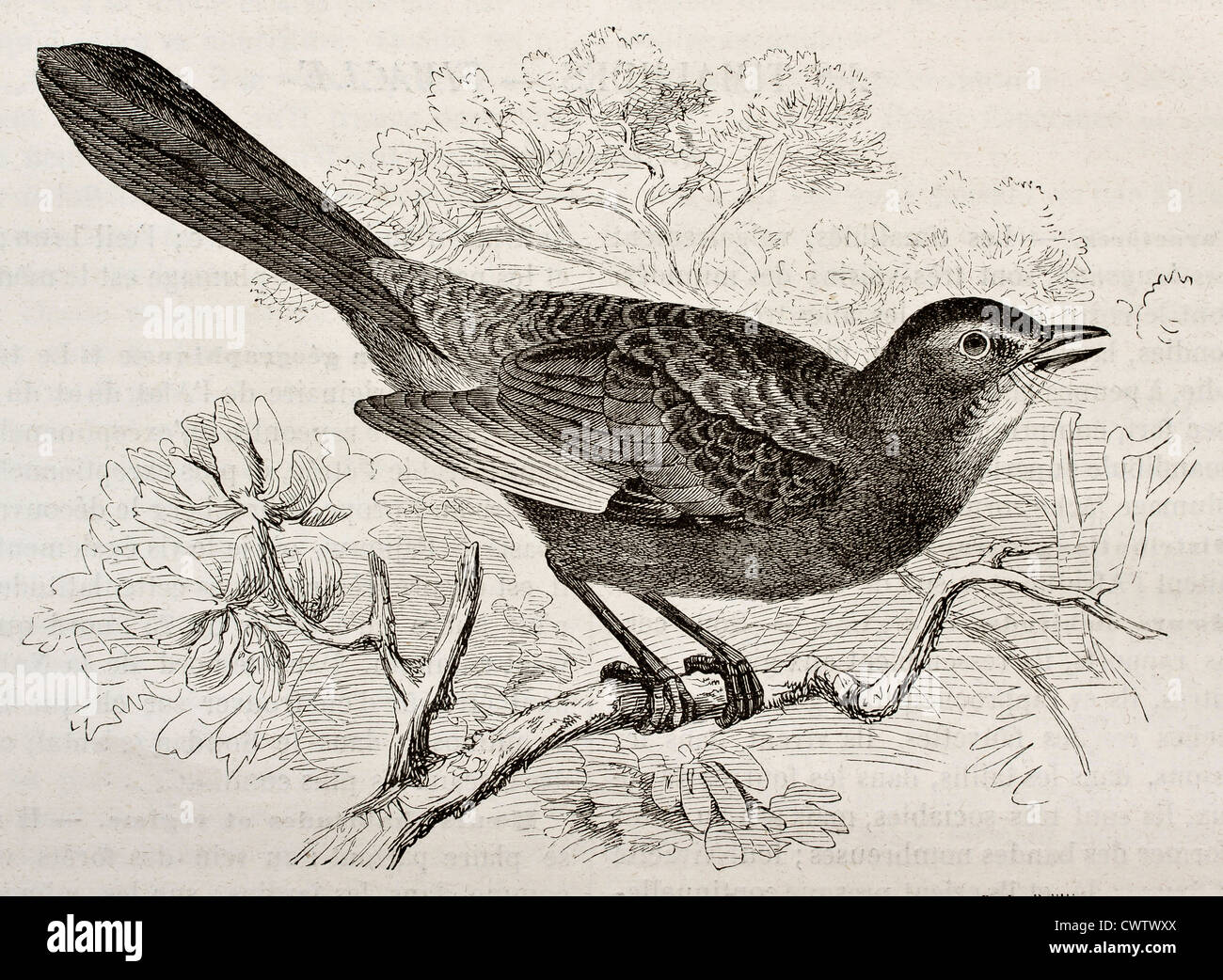 Catbird drawing hi-res stock photography and images - Alamy
