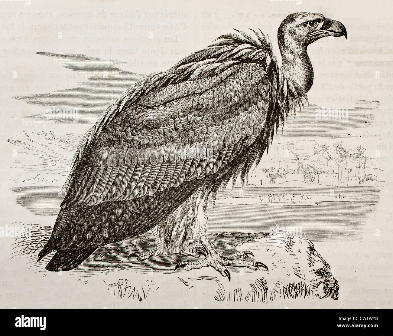 Vulture drawing hi-res stock photography and images - Alamy