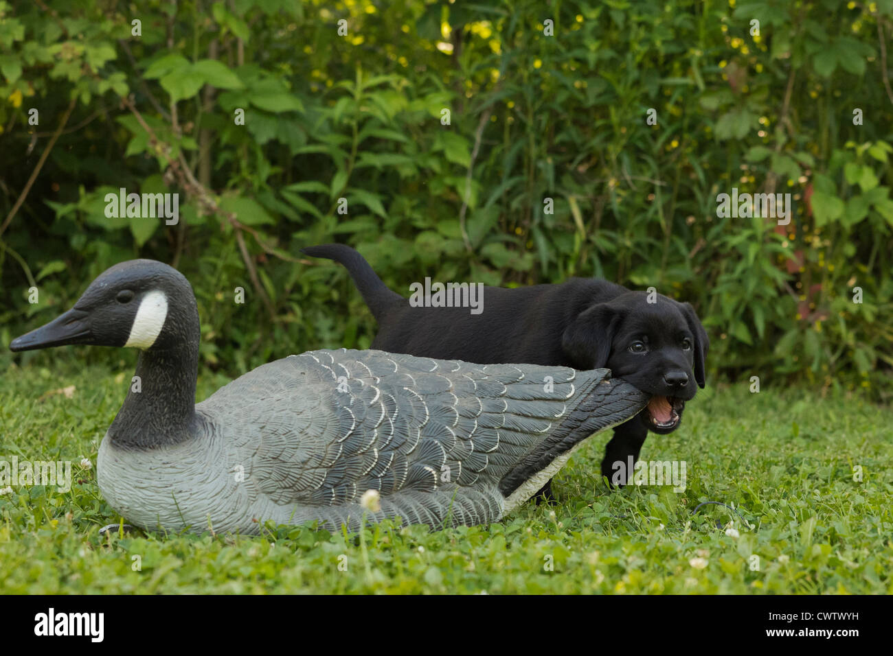 Purebred goose hi-res stock photography and images - Alamy