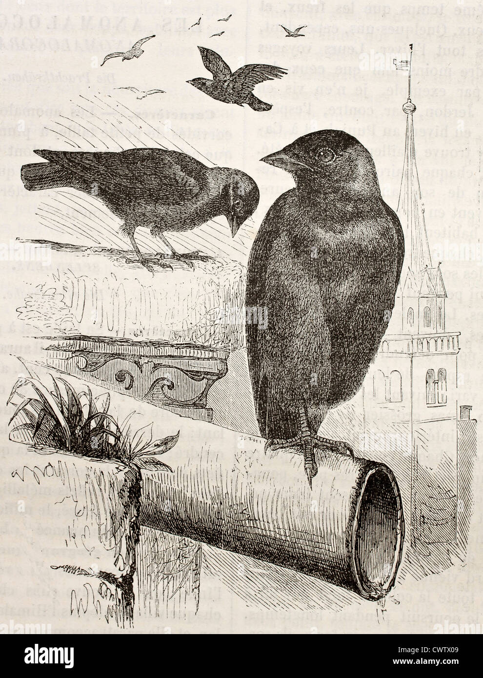 Jackdaw Illustration High Resolution Stock Photography and Images - Alamy