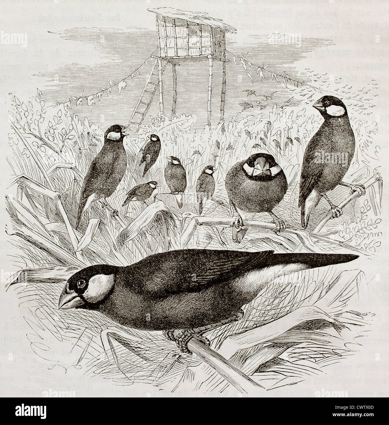 Ancient bird species hi-res stock photography and images - Alamy