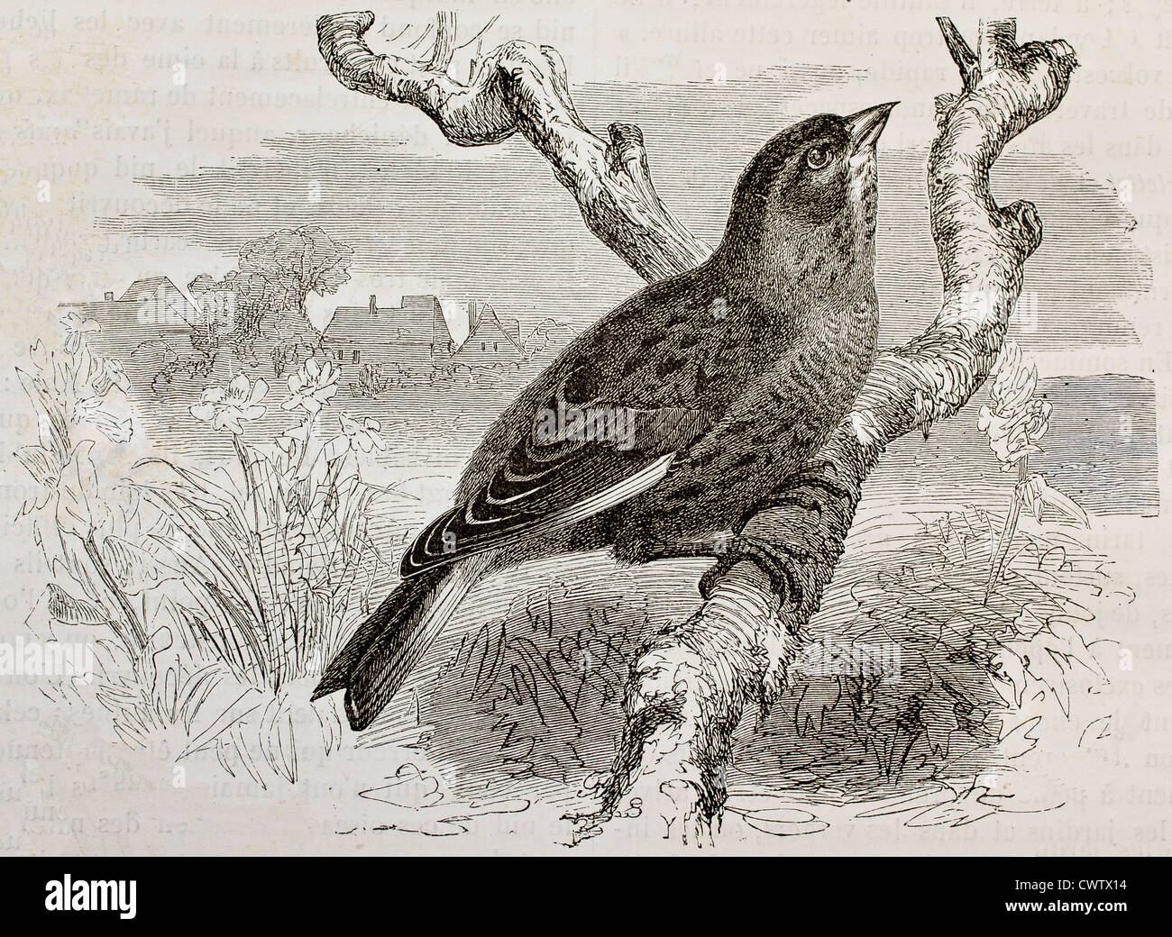 Old illustration of a Linnet Stock Photo - Alamy