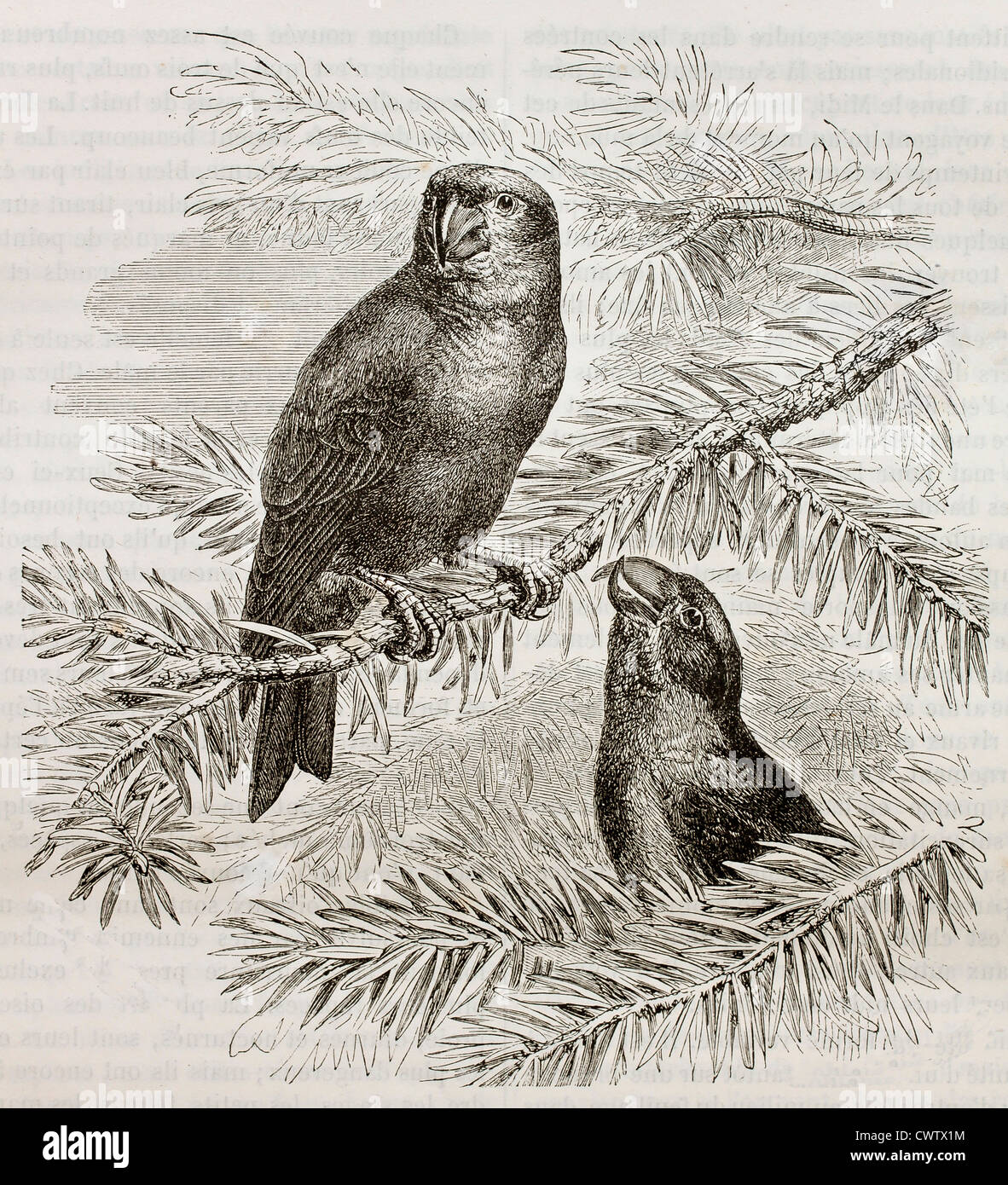 Species crossbill hi-res stock photography and images - Alamy