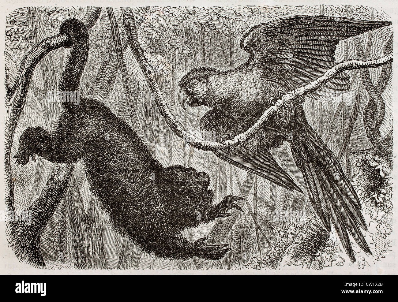 Monkey parrot hi-res stock photography and images - Alamy