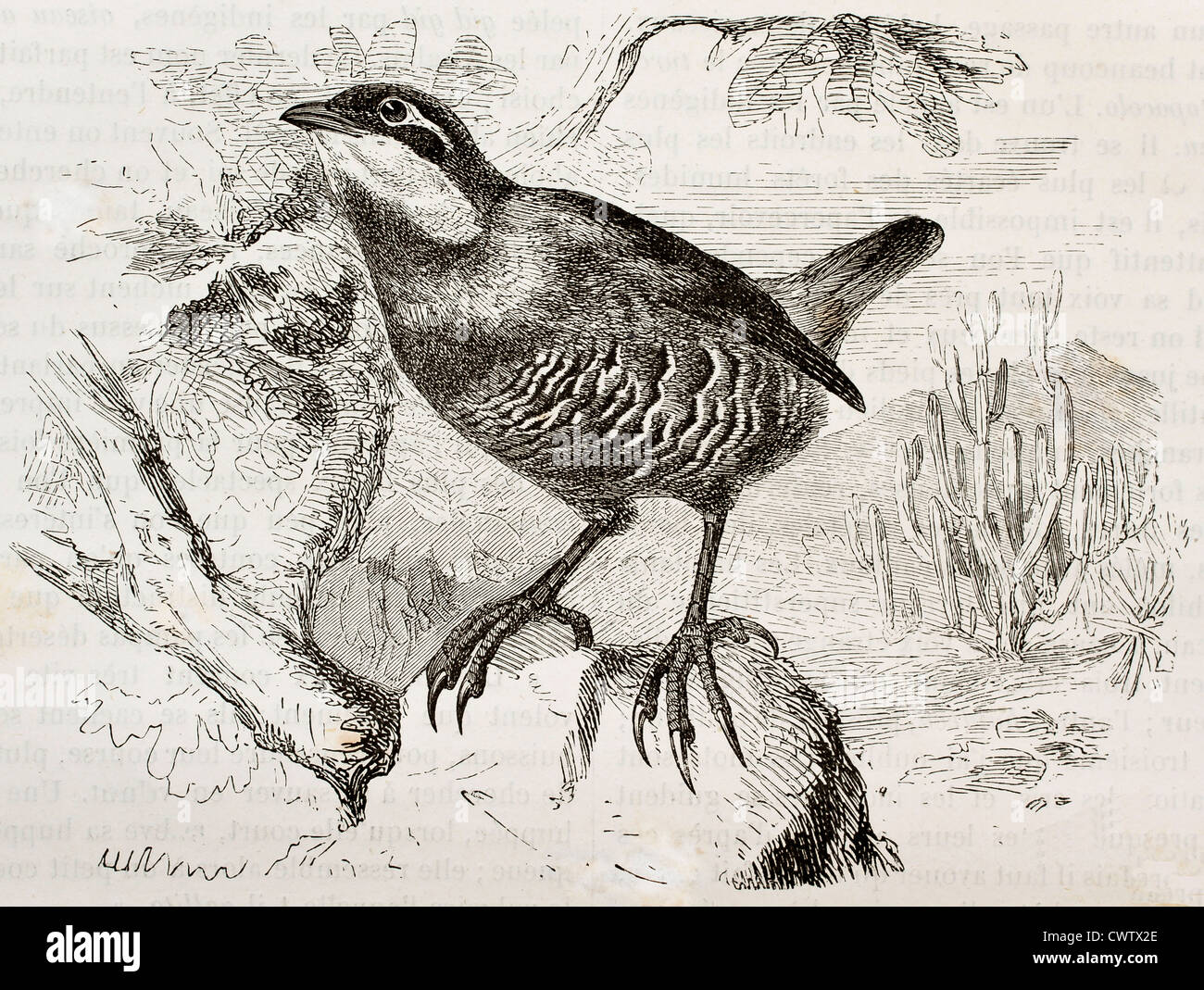 Moustached turca hi-res stock photography and images - Alamy