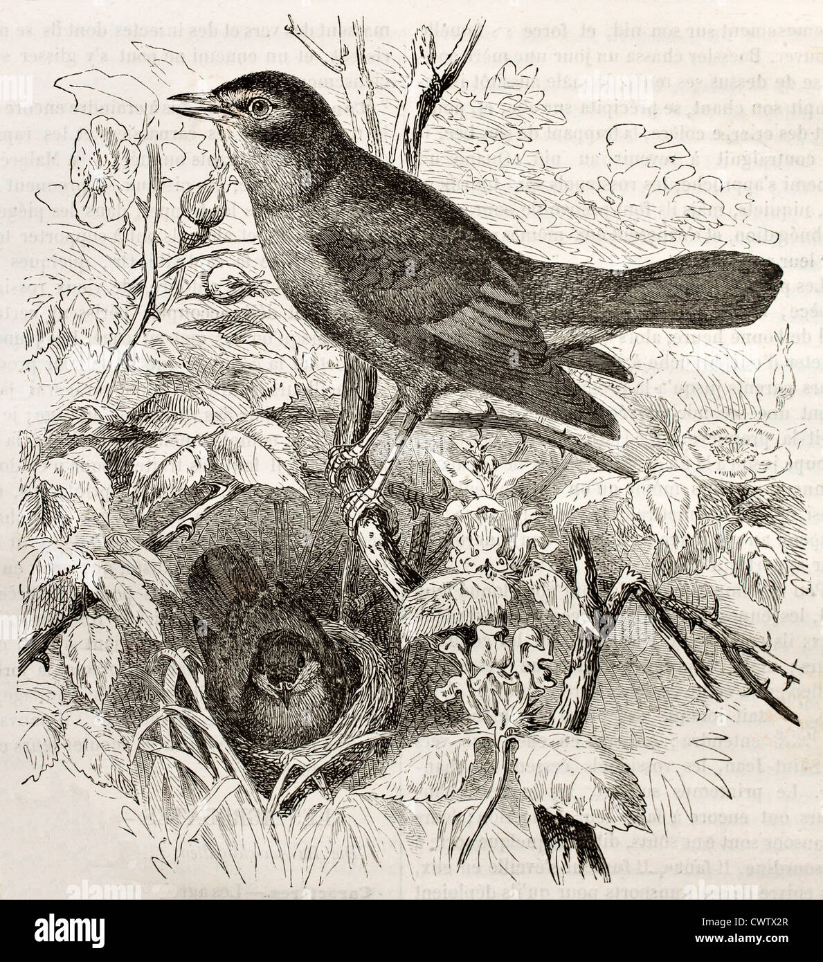 Nightingale Flying Drawing