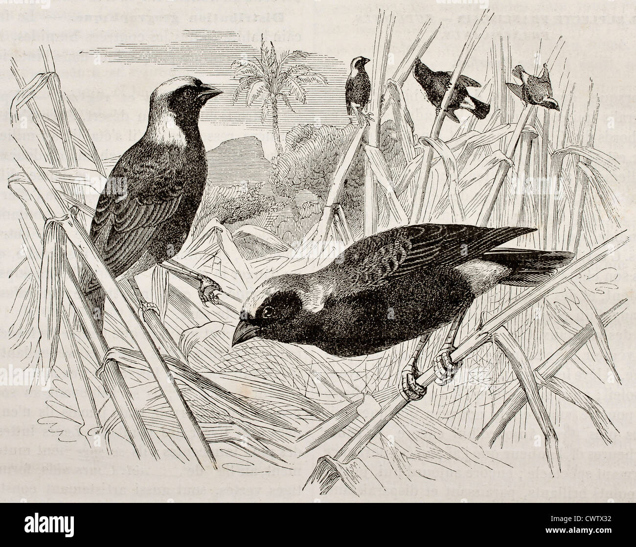 Red bishop bird species hi-res stock photography and images - Alamy