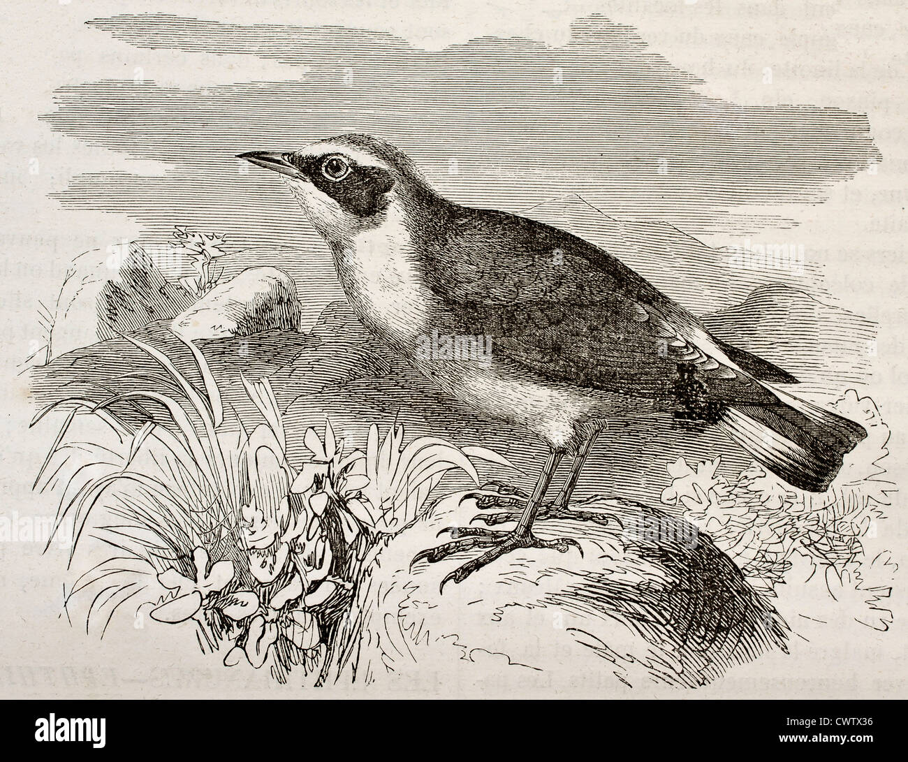 Northern wheatear illustration hi-res stock photography and images - Alamy