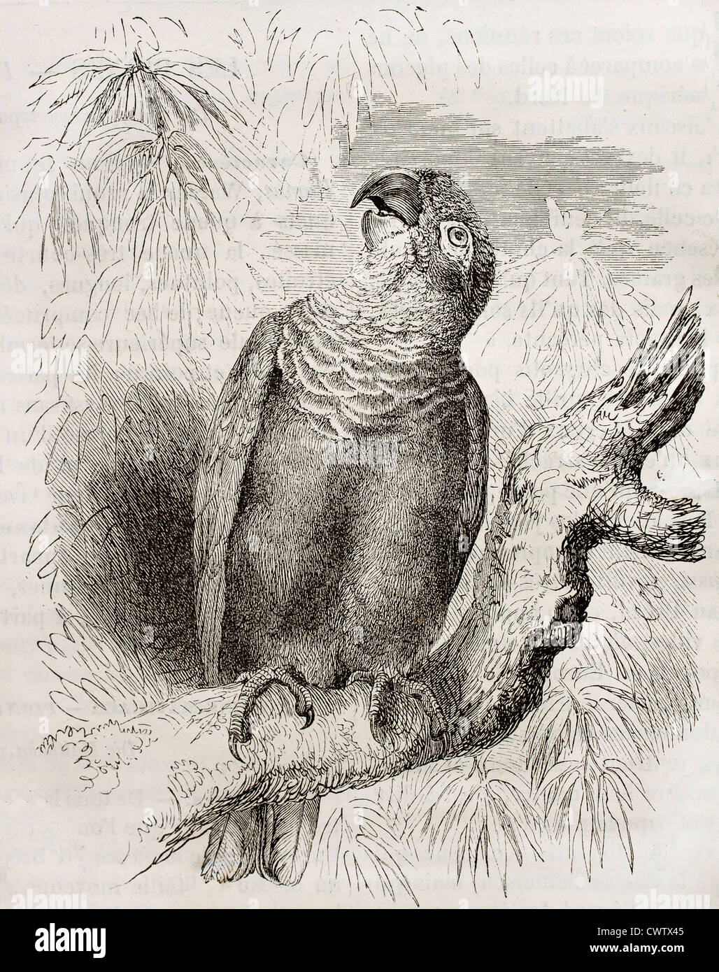 Parrot illustration vintage print hi-res stock photography and images ...