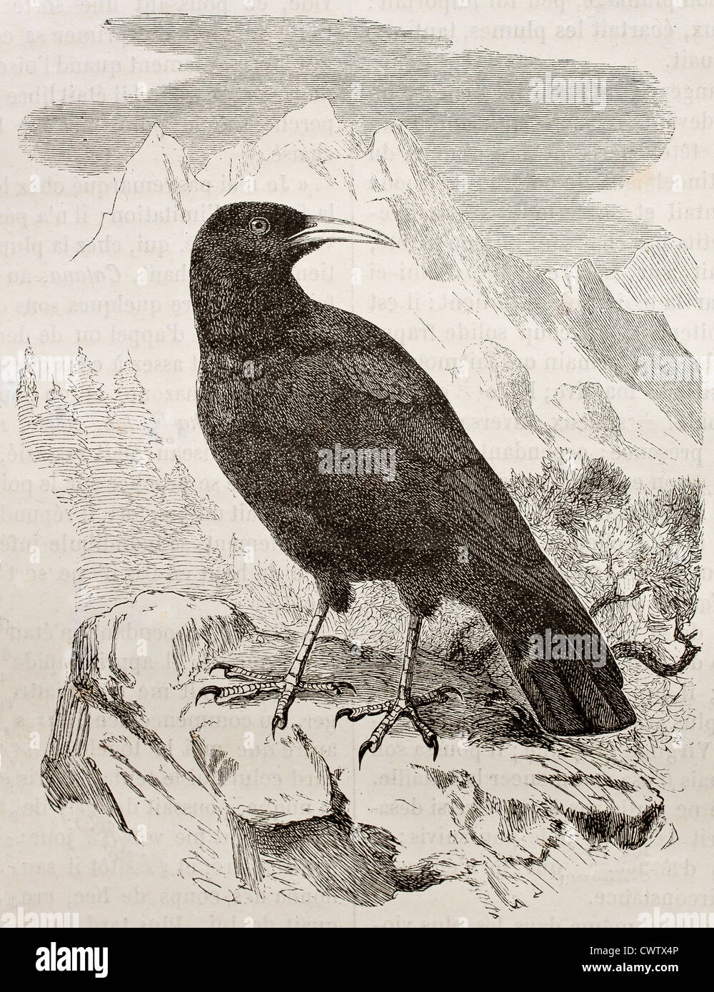 Chough illustration hi-res stock photography and images - Alamy