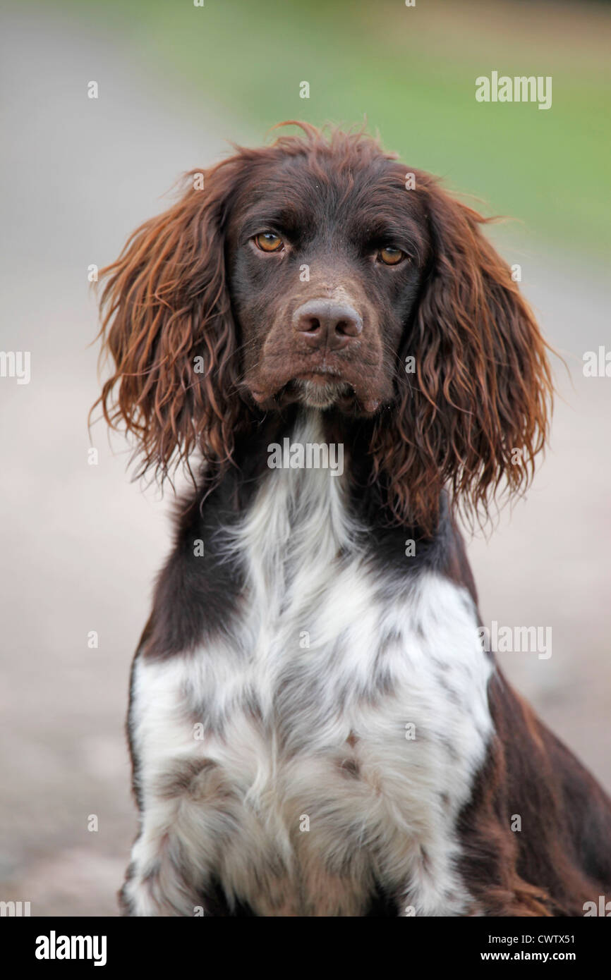 Kleiner Münsterländer / Small Munsterlander Hunting Dog Stock Photo - Alamy