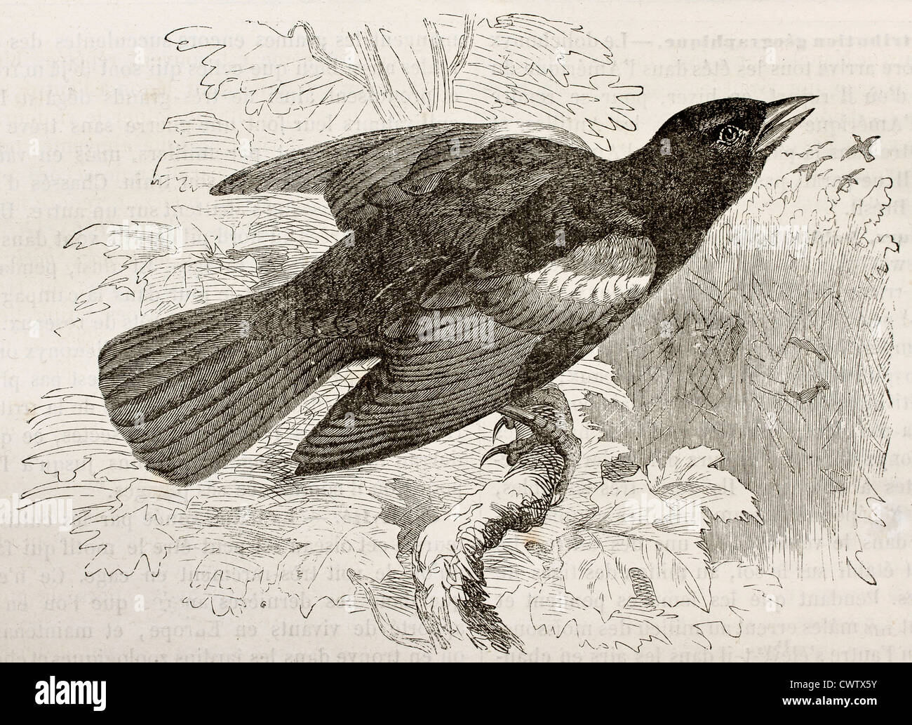 Blackbird drawing hi-res stock photography and images - Alamy