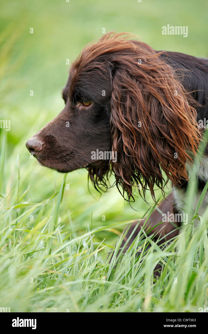 Kleiner Münsterländer / Small Munsterlander Hunting Dog Stock Photo - Alamy