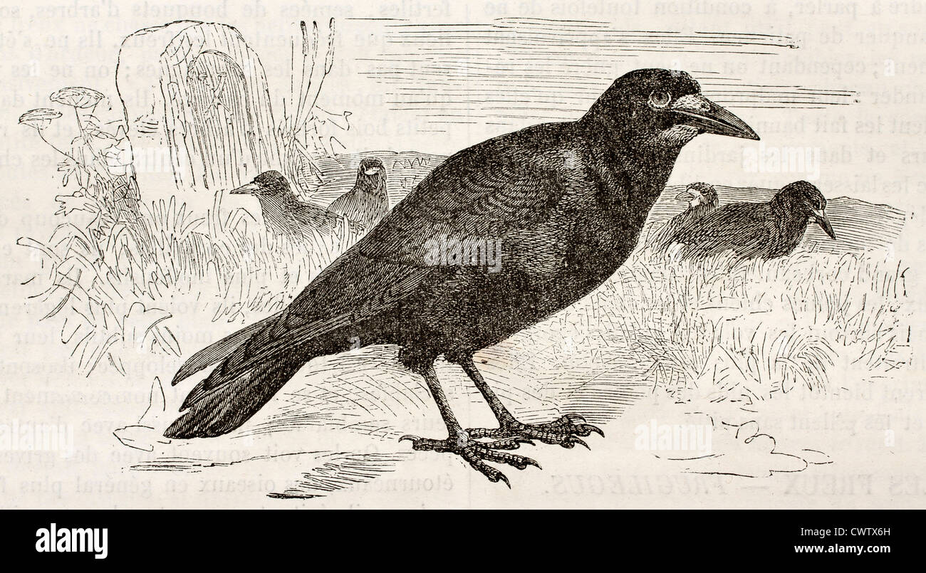 Rook bird vintage hi-res stock photography and images - Alamy