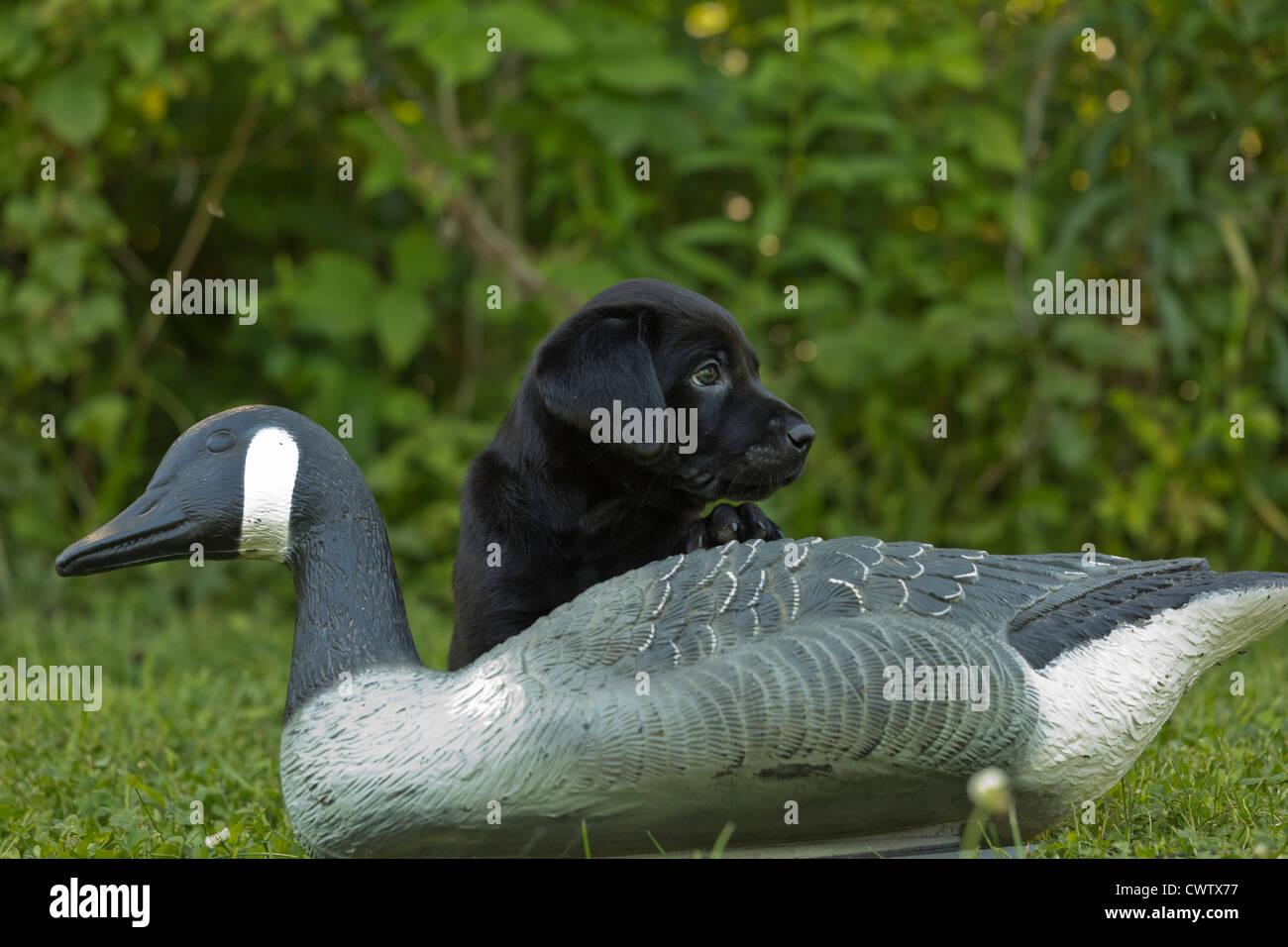 Black Labrador Puppy And Goose Decoy Stock Photo Alamy