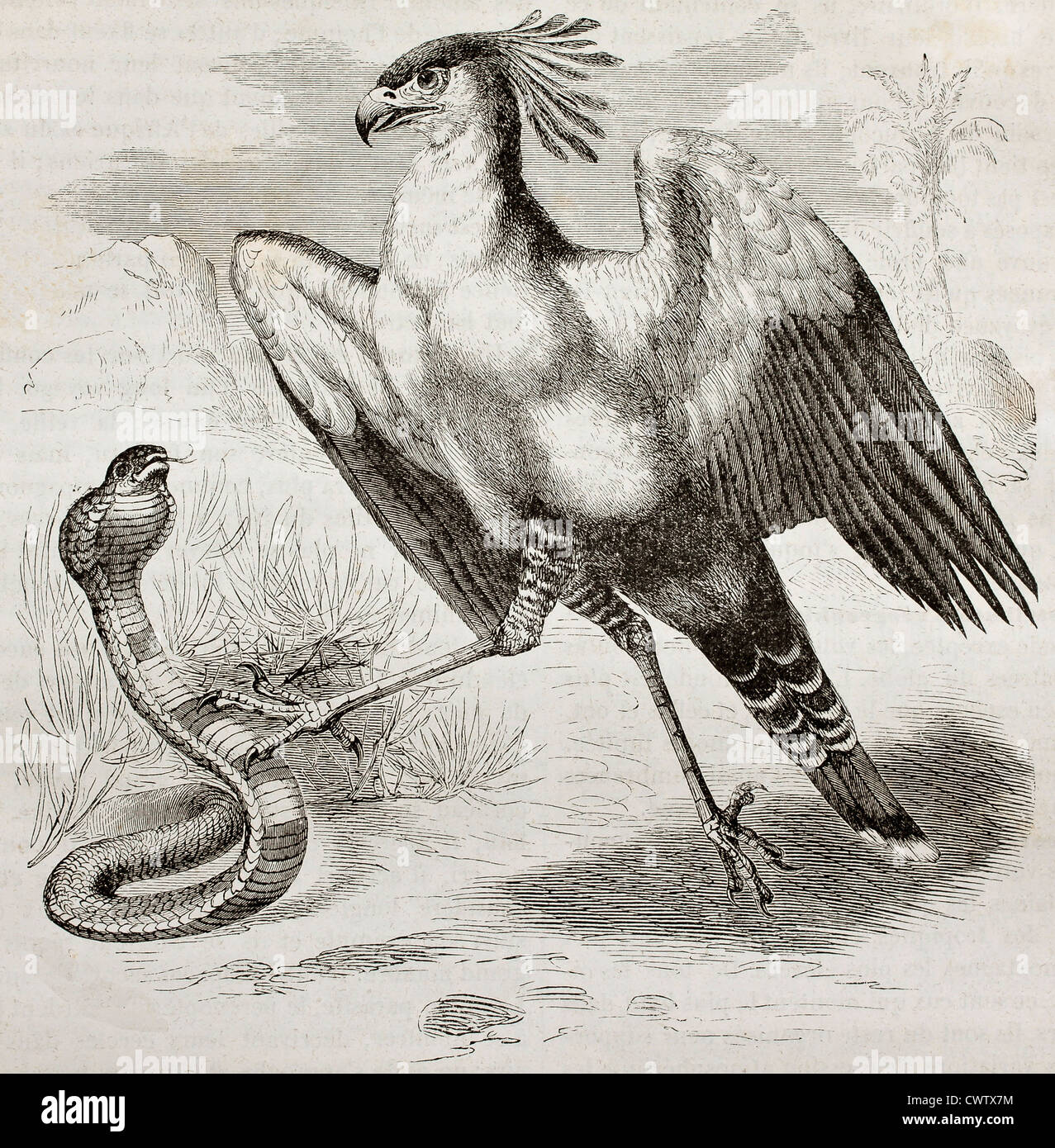Secretary bird snake hi-res stock photography and images - Alamy