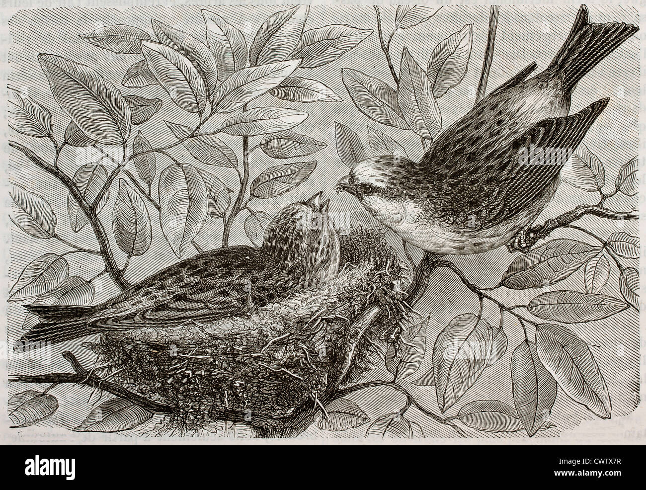 Serinus serinus nest hi-res stock photography and images - Alamy