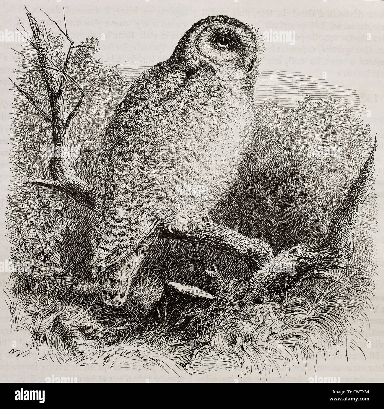 Dirty owl hi-res stock photography and images - Alamy