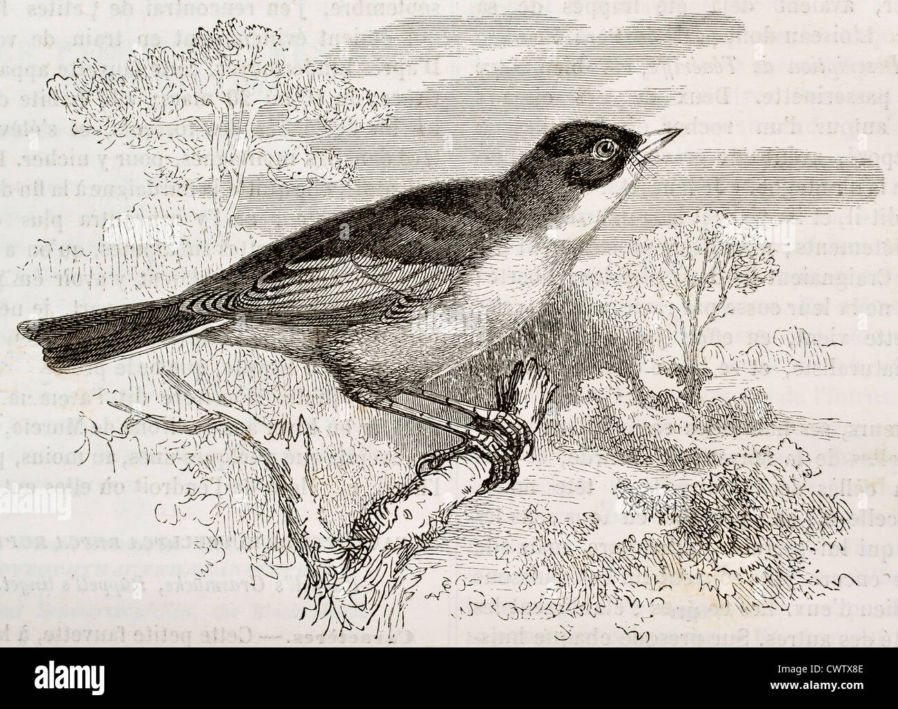 Curruca conspicillata hi-res stock photography and images - Alamy