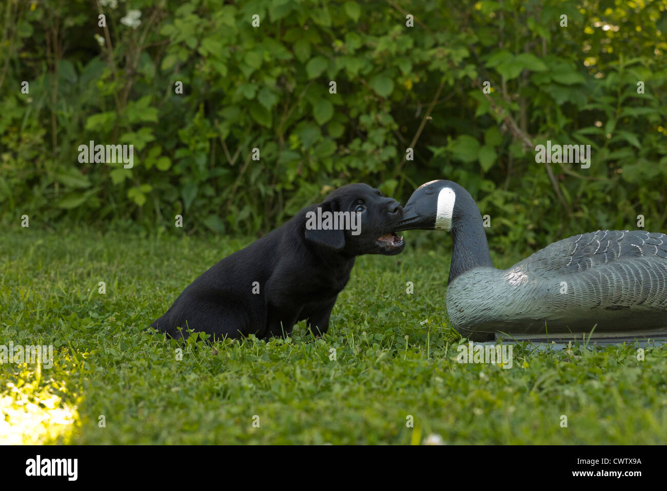 Black Labrador puppy and goose decoy Stock Photo - Alamy