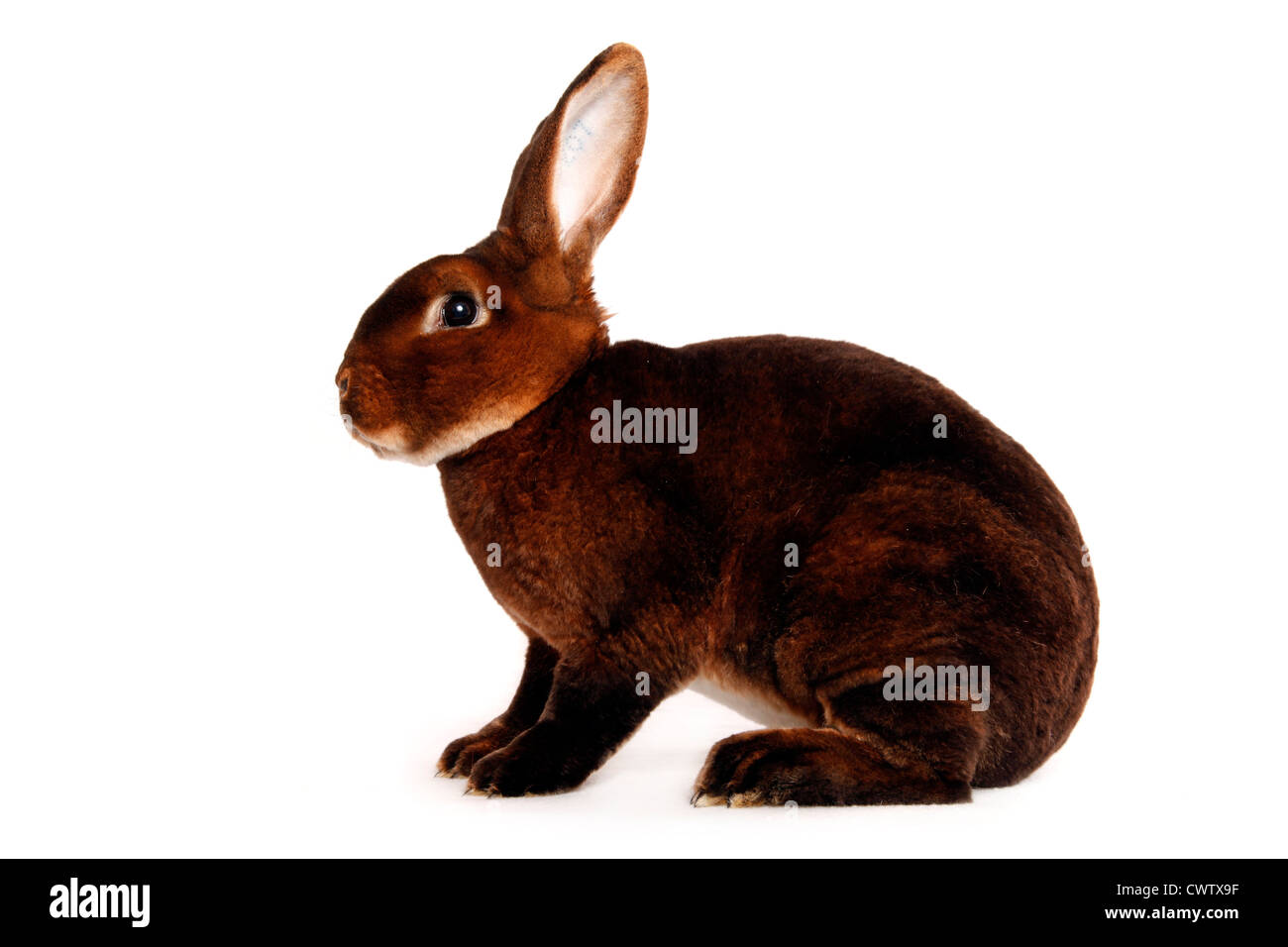 Castor rex rabbit hi-res stock photography and images - Alamy