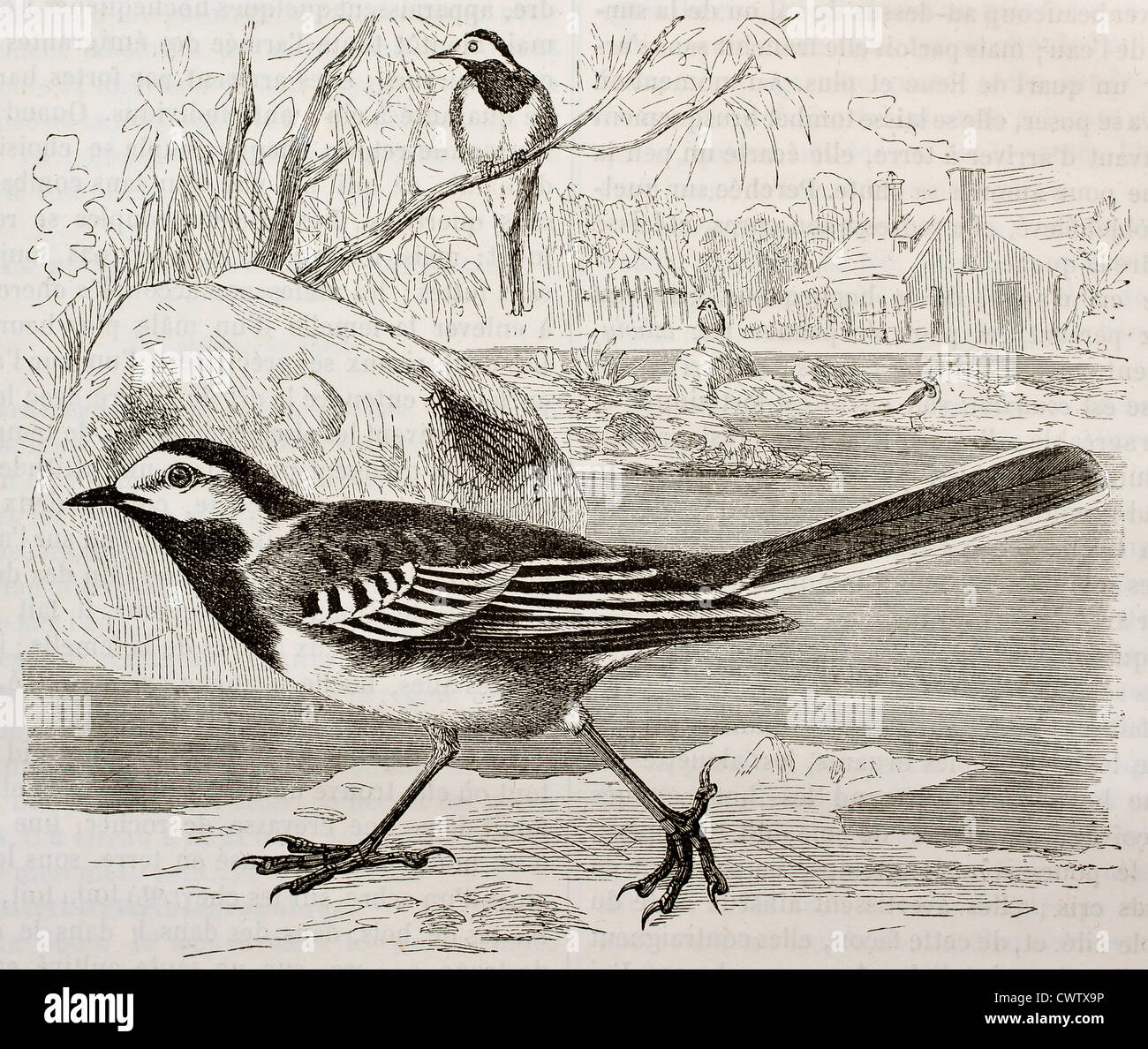 Wagtail species hi-res stock photography and images - Alamy