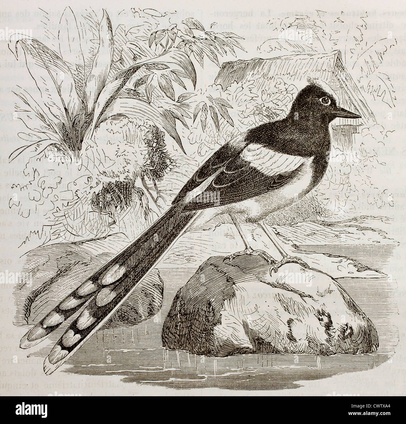 Forktail bird hi-res stock photography and images - Alamy