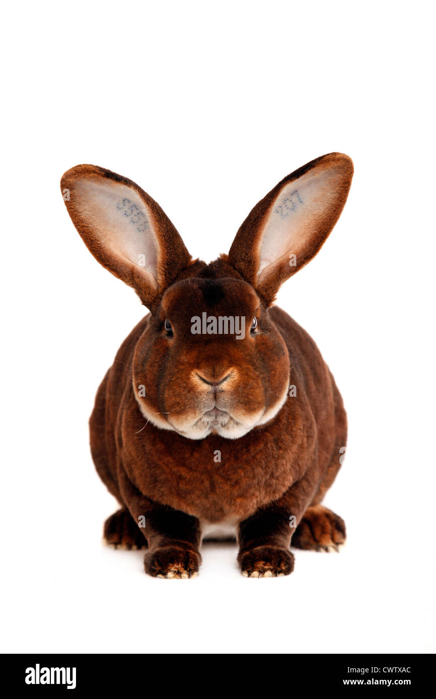 Castor rex hi-res stock photography and images - Alamy