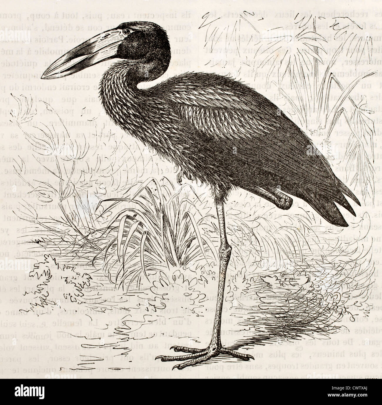 African openbill picture hi-res stock photography and images - Alamy