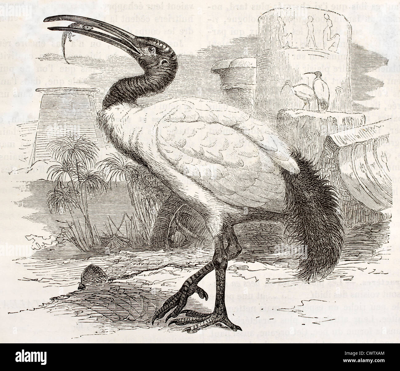 African Sacred Ibis Stock Photo - Alamy