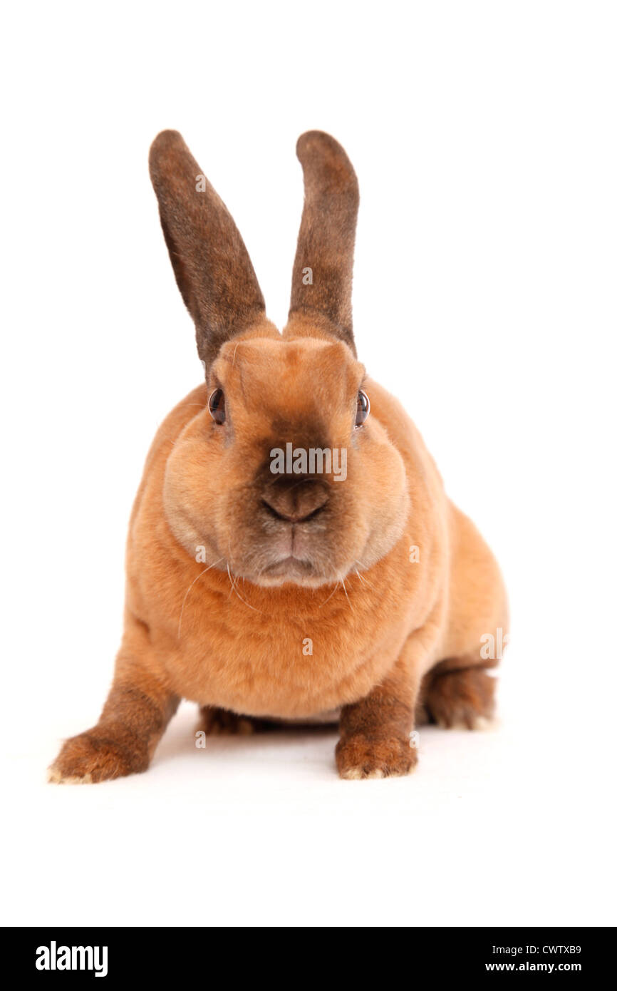 Kleinrex / Rex Bunny Stock Photo - Alamy