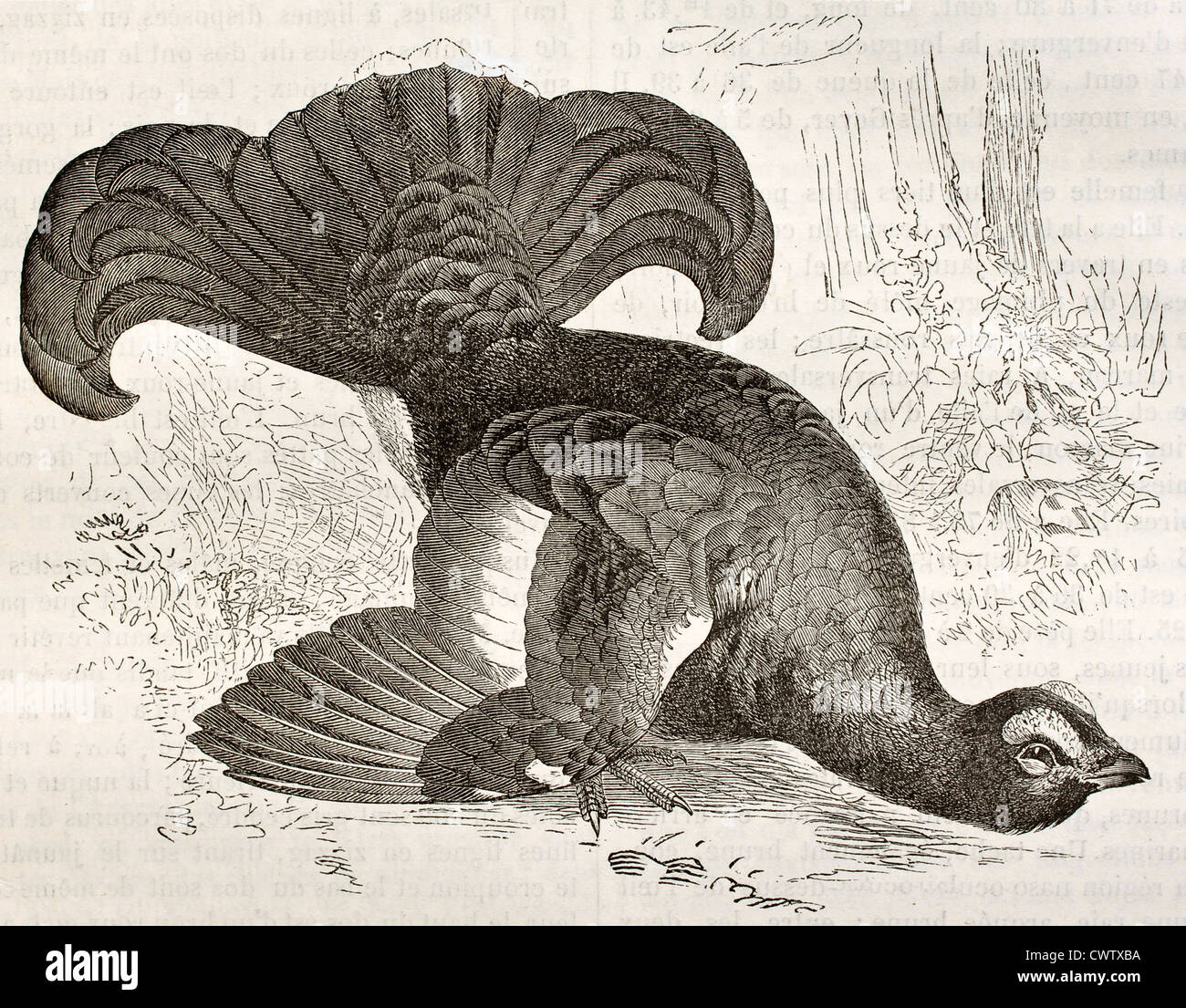 Grouse drawing hi-res stock photography and images - Alamy