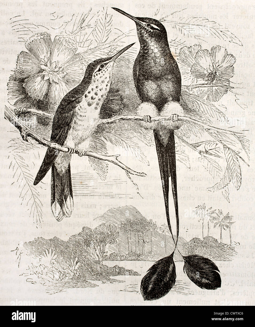 Booted racket tail hummingbird hi-res stock photography and images - Alamy