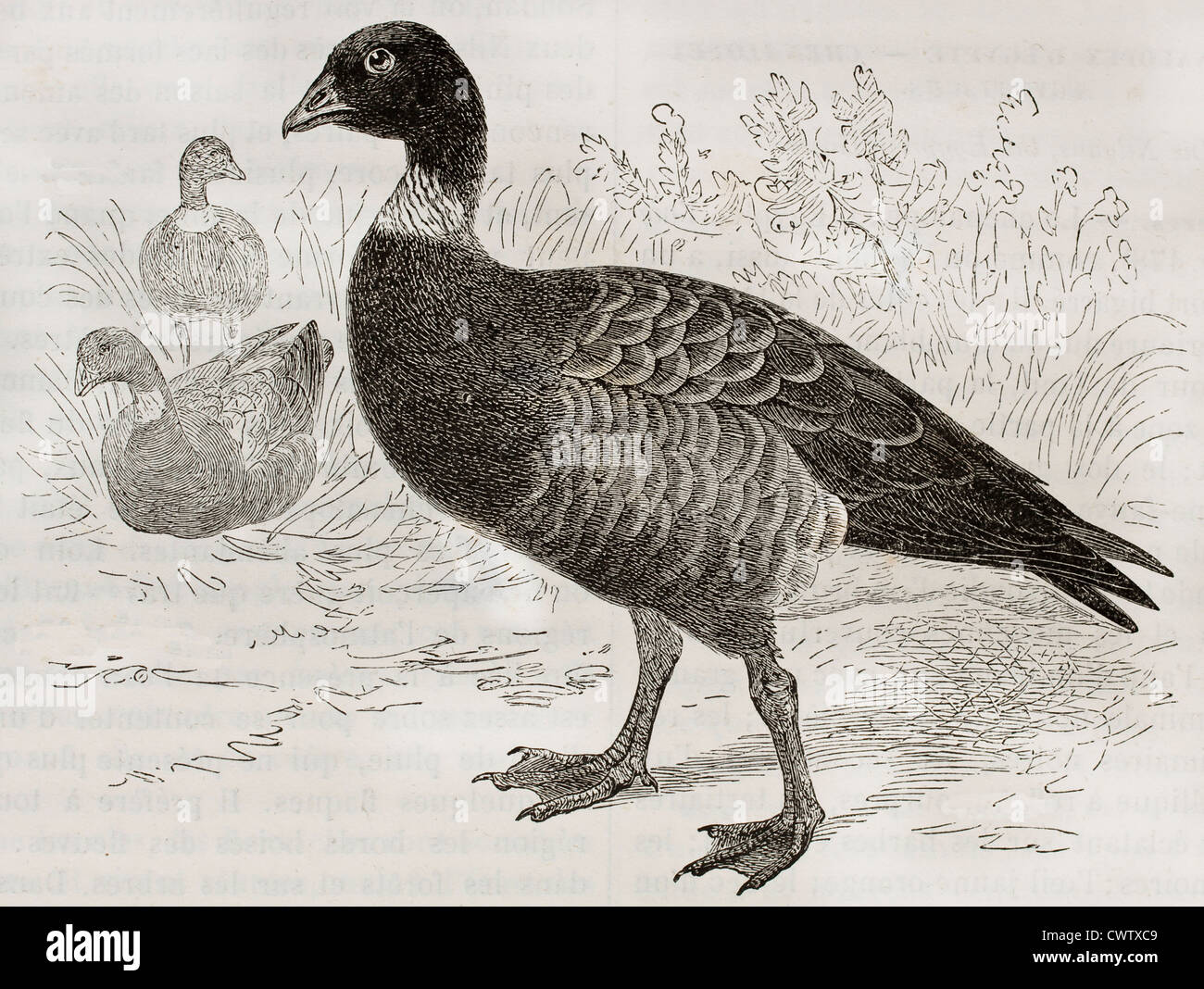 Old fashioned goose illustration hi-res stock photography and images ...