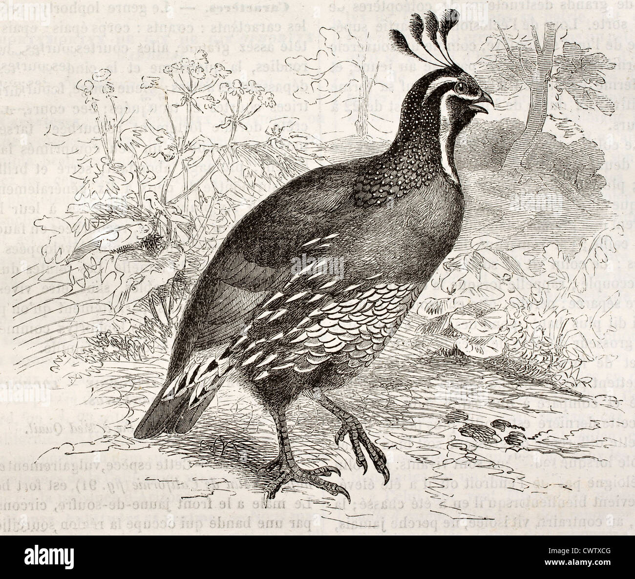 Quail drawing hi-res stock photography and images - Alamy