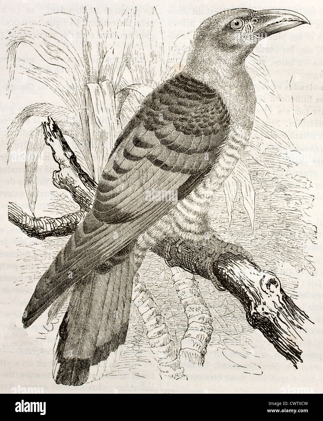 Cuckoo scientific illustration hi-res stock photography and images - Alamy