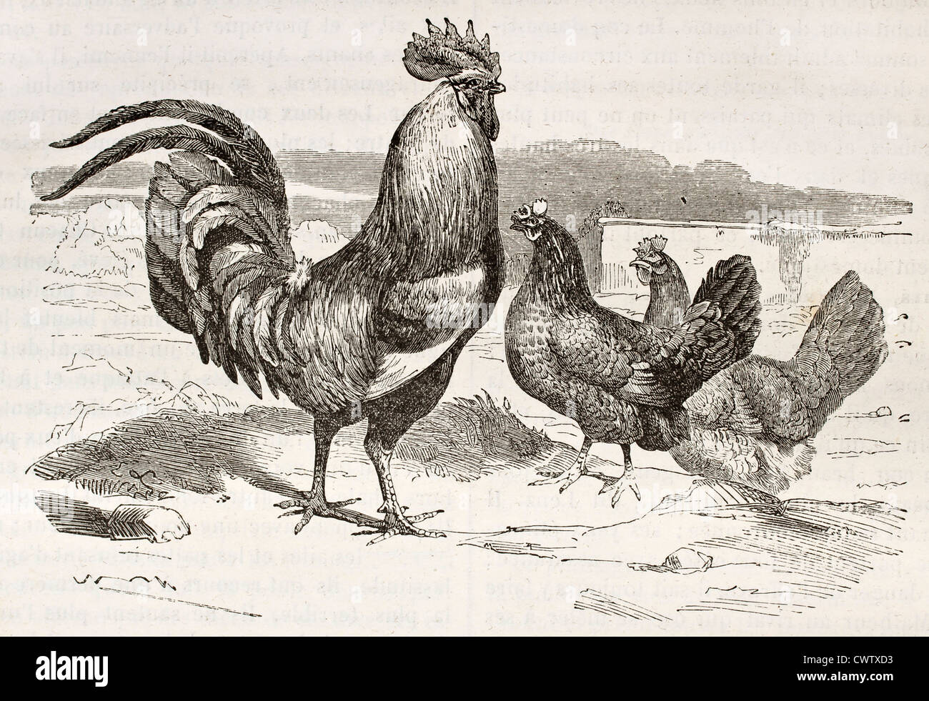 Cocq old illustration Stock Photo - Alamy