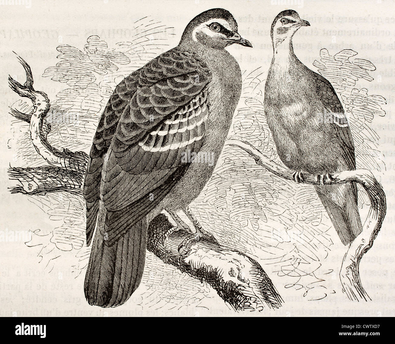 Bronzewing hi-res stock photography and images - Alamy