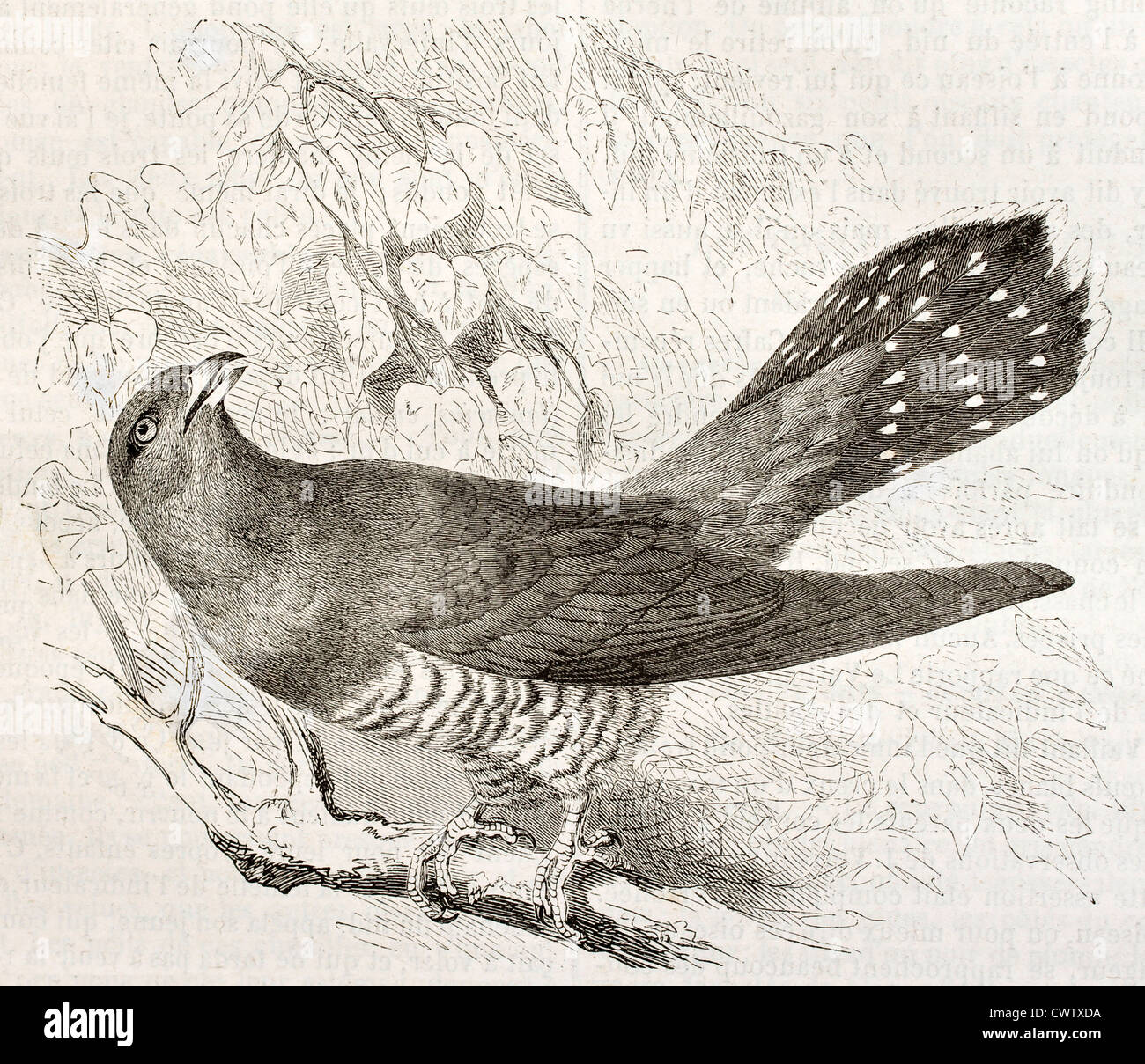 Cuckoo brood parasitism hi-res stock photography and images - Alamy